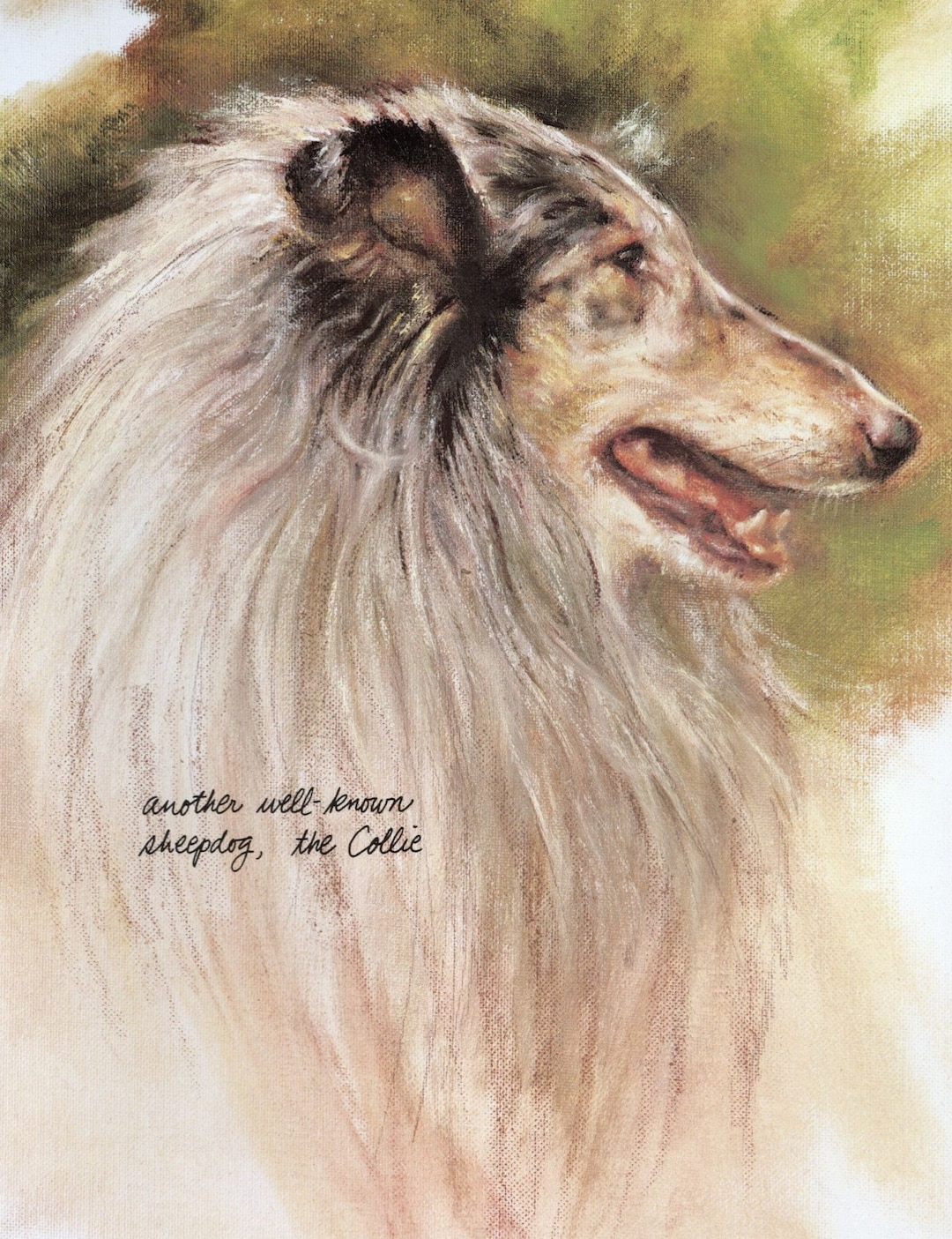 Rough Collie Print - CUSTOM MATTED - 1983 Vintage Color Art ...