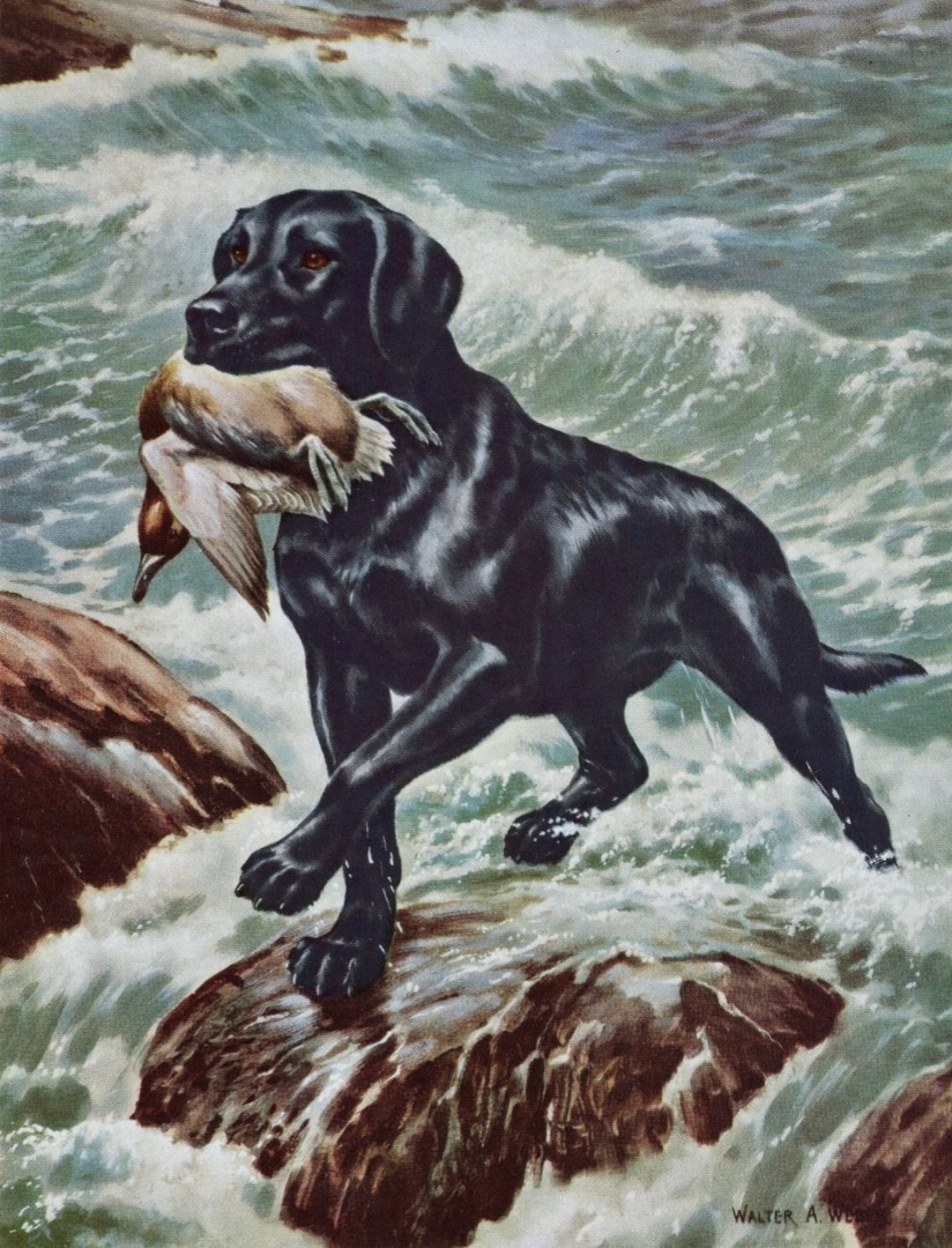 Vintage Black Labrador Retriever Art Print - 1958 Color - Custom Matted ...