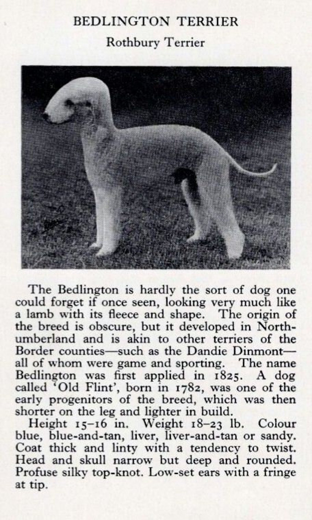 Bedlington Terrier - Custom Matted - 1966 Vintage Dog Art Photo Print ...