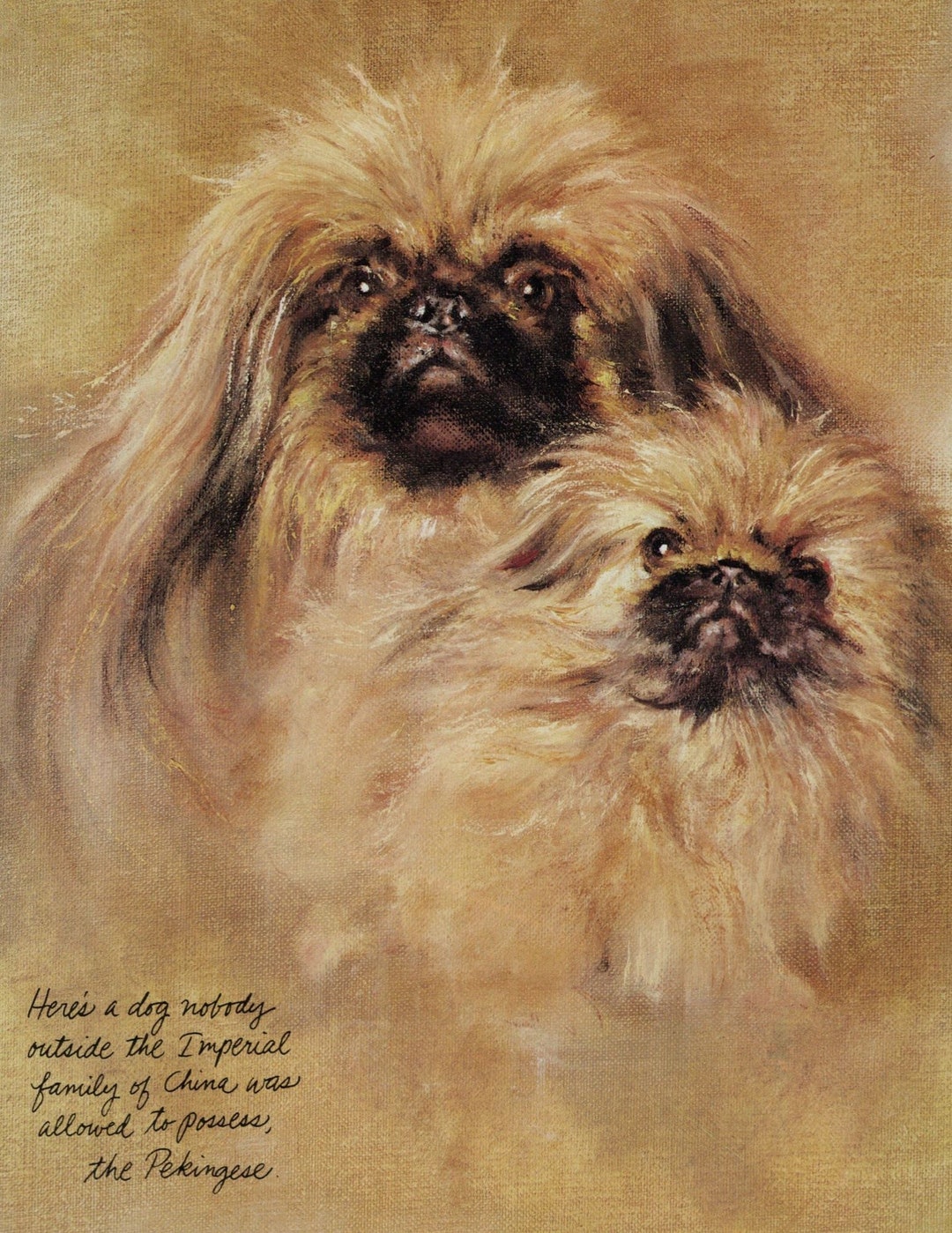 Pekingese Print - CUSTOM MATTED - 1983 Vintage Color Art Illustration ...