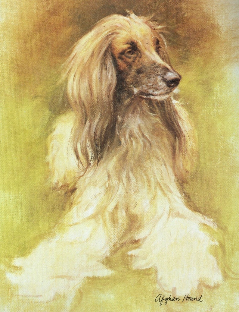 Afghan Hound Print - CUSTOM MATTED - 1983 Vintage Color Art ...