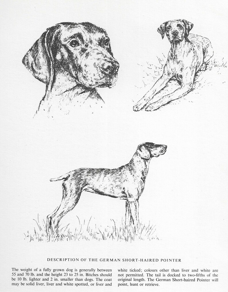 German Shorthaired Pointer Sketch Custom Matted 1963 Vintage Art ...