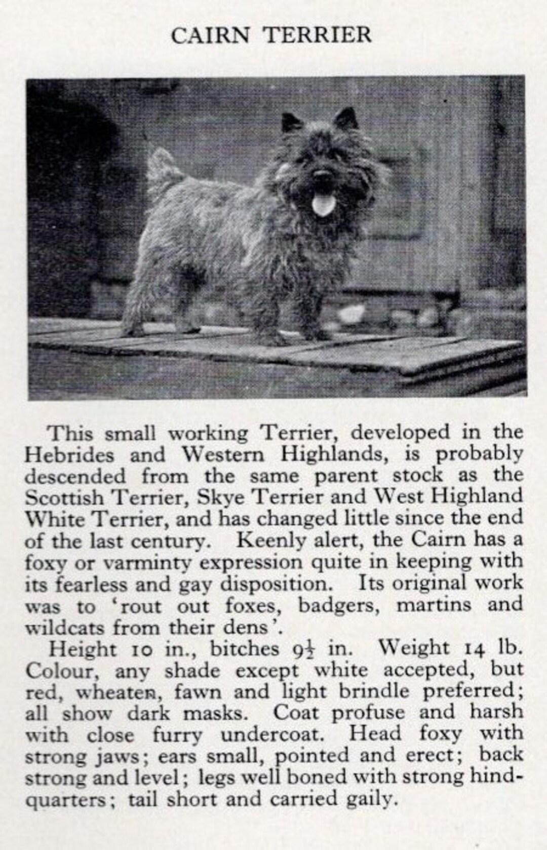 Cairn Terrier - Custom Matted - 1966 Vintage Dog Art Photo Print - GIFT ...