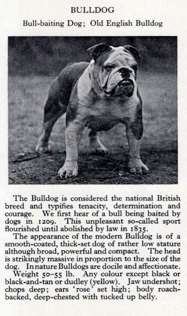 Bulldog | Old English Bulldog - Custom Matted - 1966 Vintage Dog Art ...