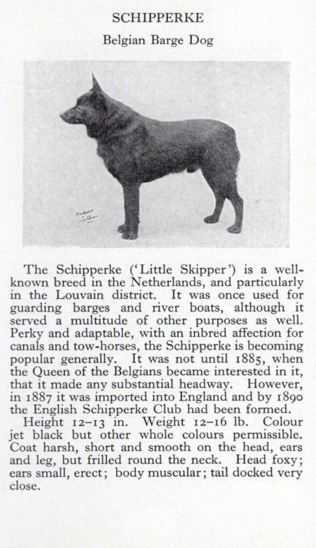 Schipperke | Belgian Barge Dog - Custom Matted - 1966 Vintage Dog Art ...