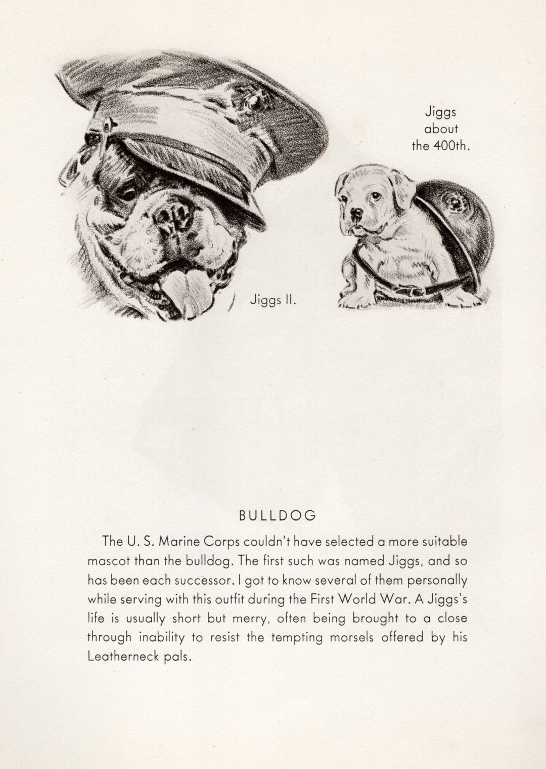 1946 Antique English Bulldog Jiggs US Marine Mascot - Dog Print Morgan ...
