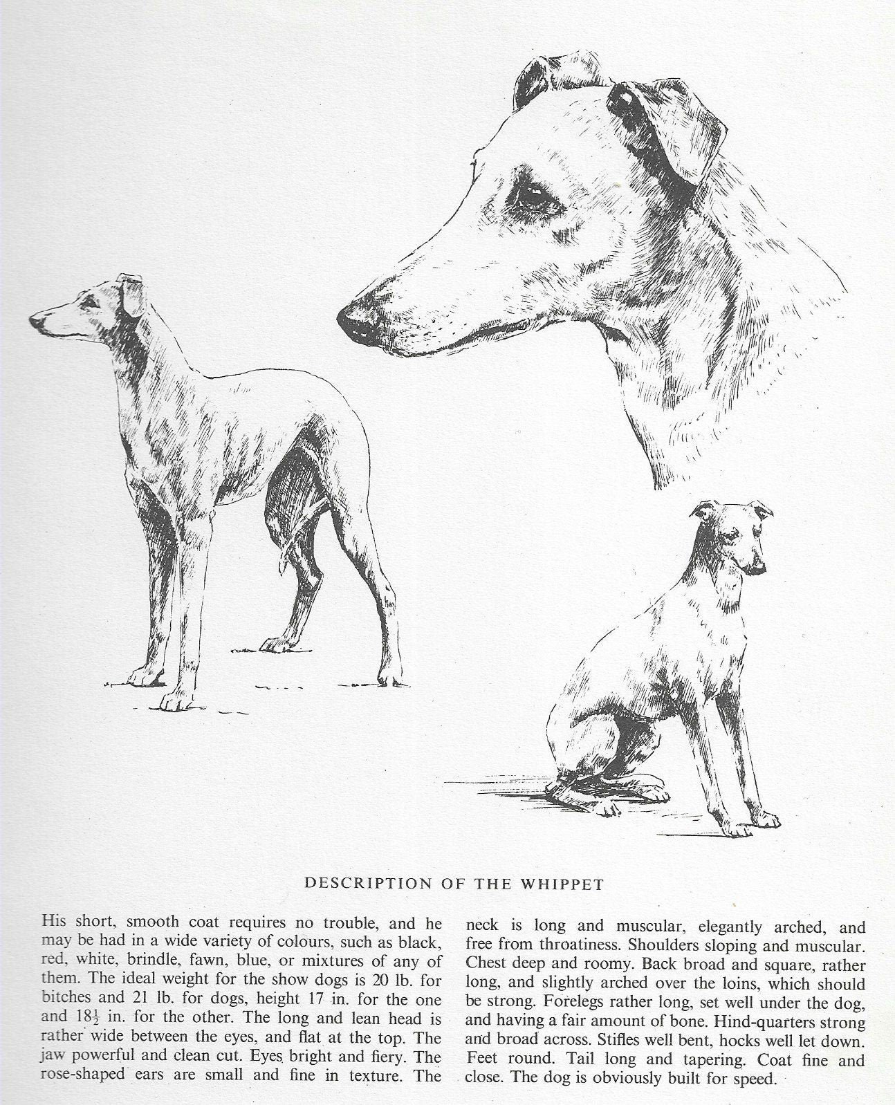 Whippet Sketch 1963 Vintage Dog Art Print Matted - Etsy