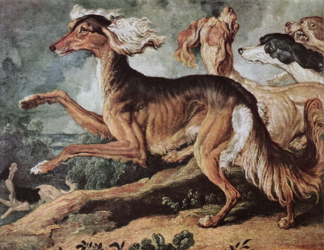 Vintage Persian Greyhound / Saluki Art Print - 1958 Color - Custom Matted 8" X 10" Collectible ...