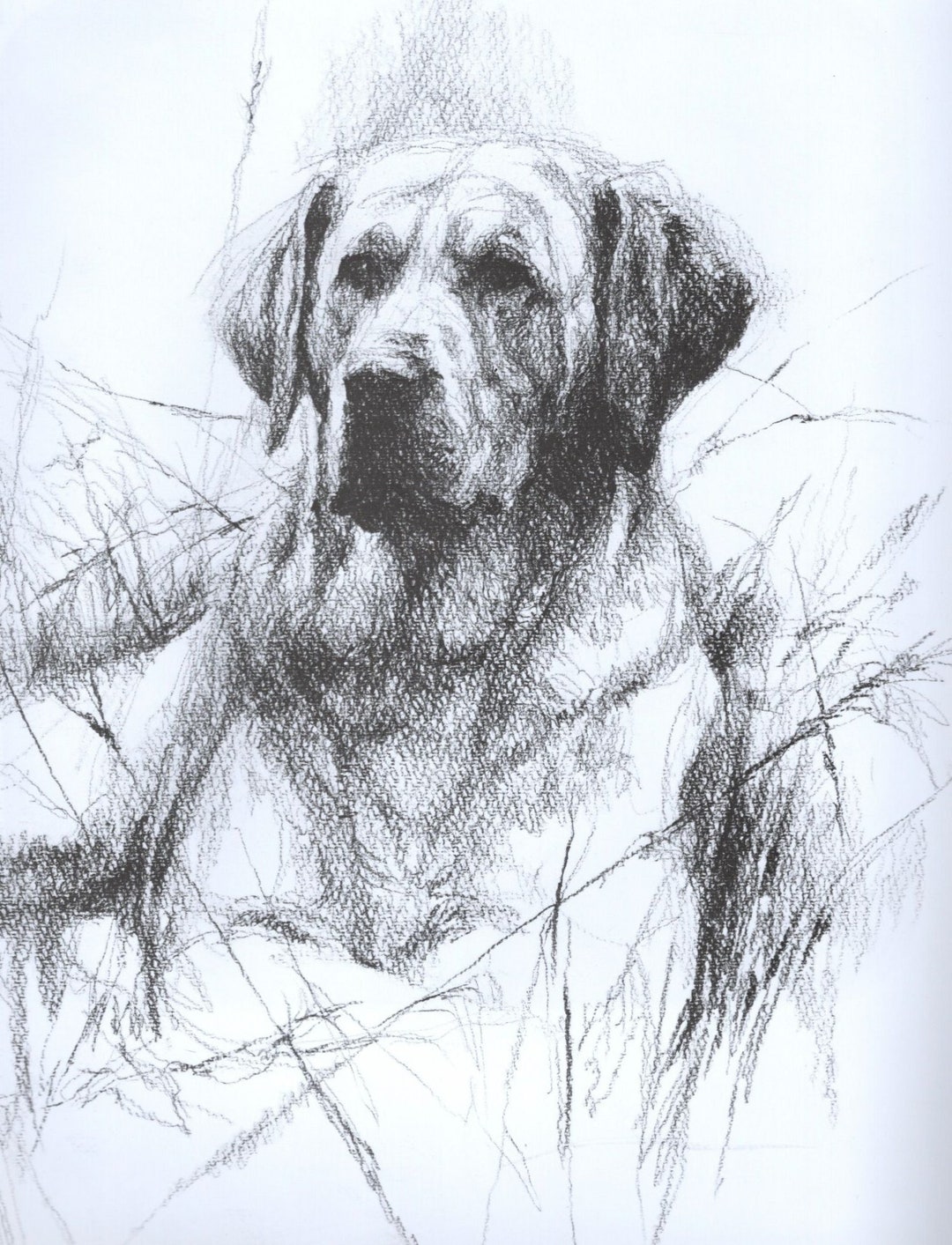 Labrador Retriever Sketch Print - CUSTOM MATTED 1983 Vintage Art ...