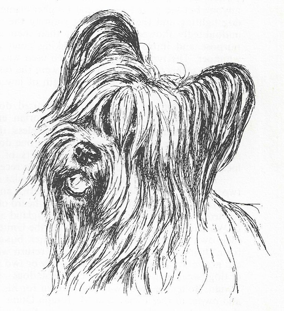 1963 Vintage Skye Terrier #3 Dog Art Print by Bridget Olerenshaw ...