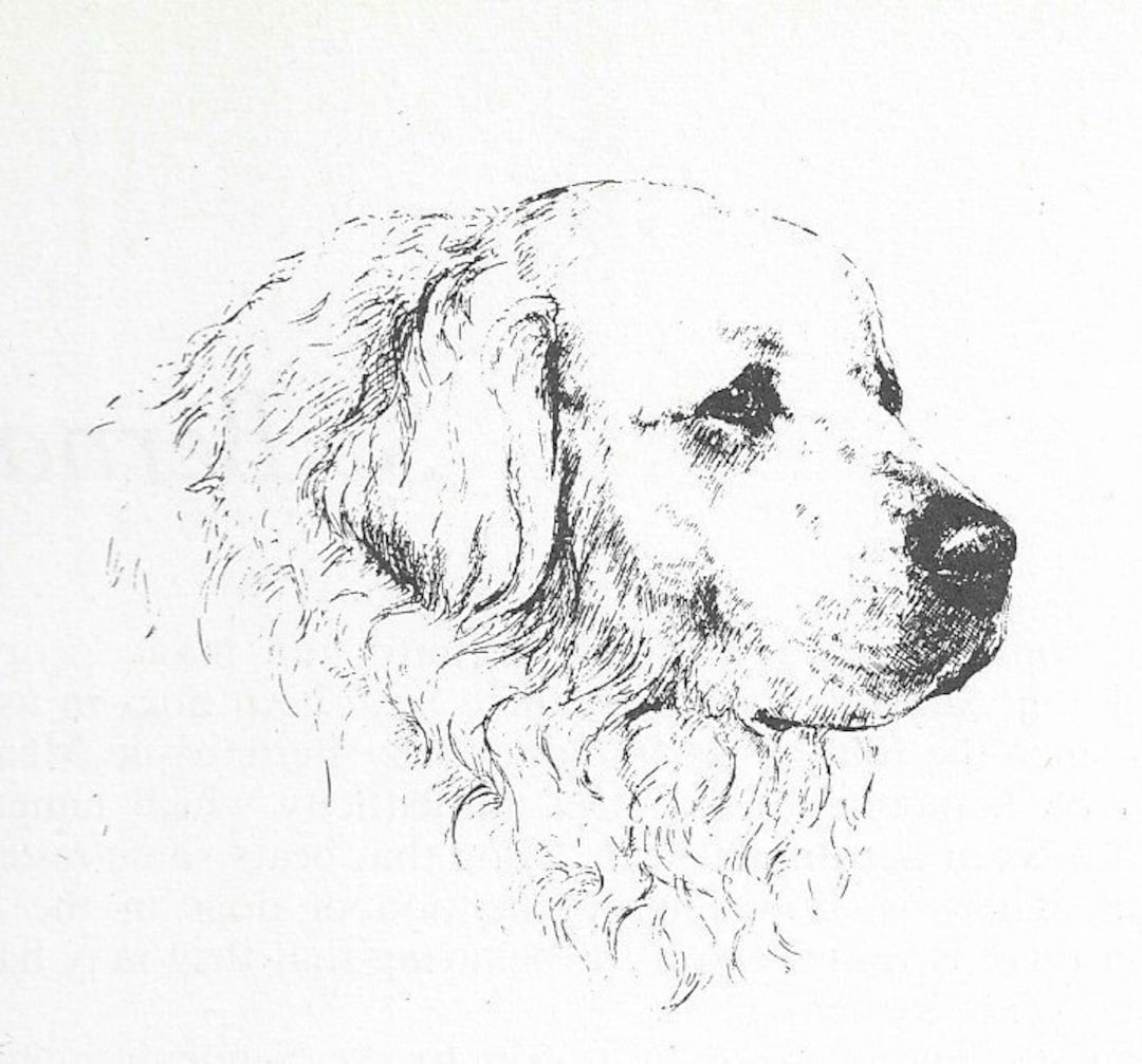 1963 Vintage Great Pyrenees #1 Dog Art Print by Bridget Olerenshaw ...