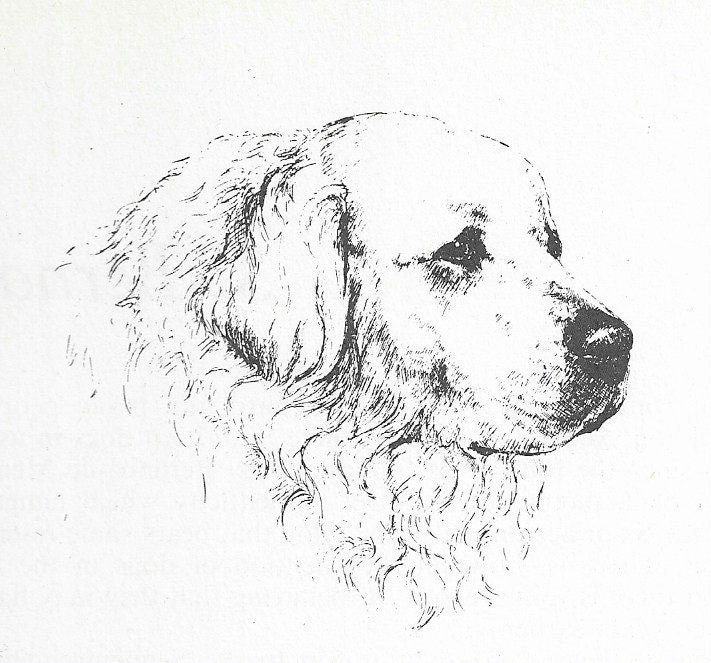1963 Vintage Great Pyrenees 1 Dog Art Print by Bridget Olerenshaw ...