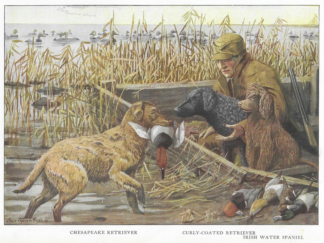 Chesapeake Bay Retriever | Curly Coated Retriever | Irish Water Spaniel ...