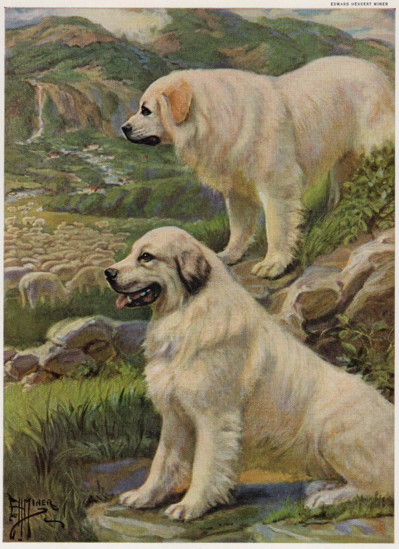 Vintage Great Pyrenees Dog Art Print - 1958 Color - Custom Matted 10" X ...