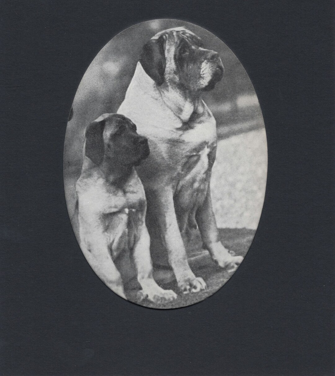 Two Mastiffs "dad and Son" - 1934 Vintage Dog Art "photo" Print ...