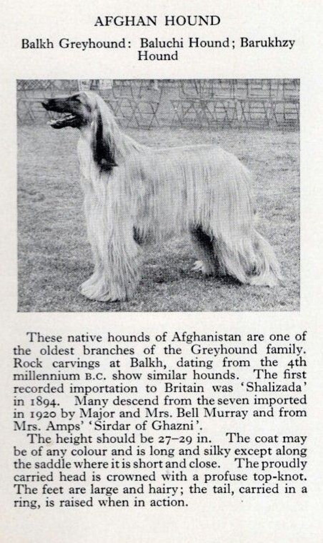 Afghan Hound - Custom Matted - 1966 Vintage Dog Art Photo Print - GIFT ...
