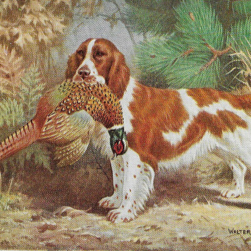 Springer Spaniel Art - Etsy