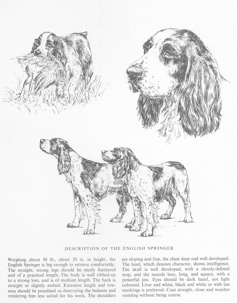 English Springer Spaniel Sketch - Custom Matted - 1963 Vintage Art ...