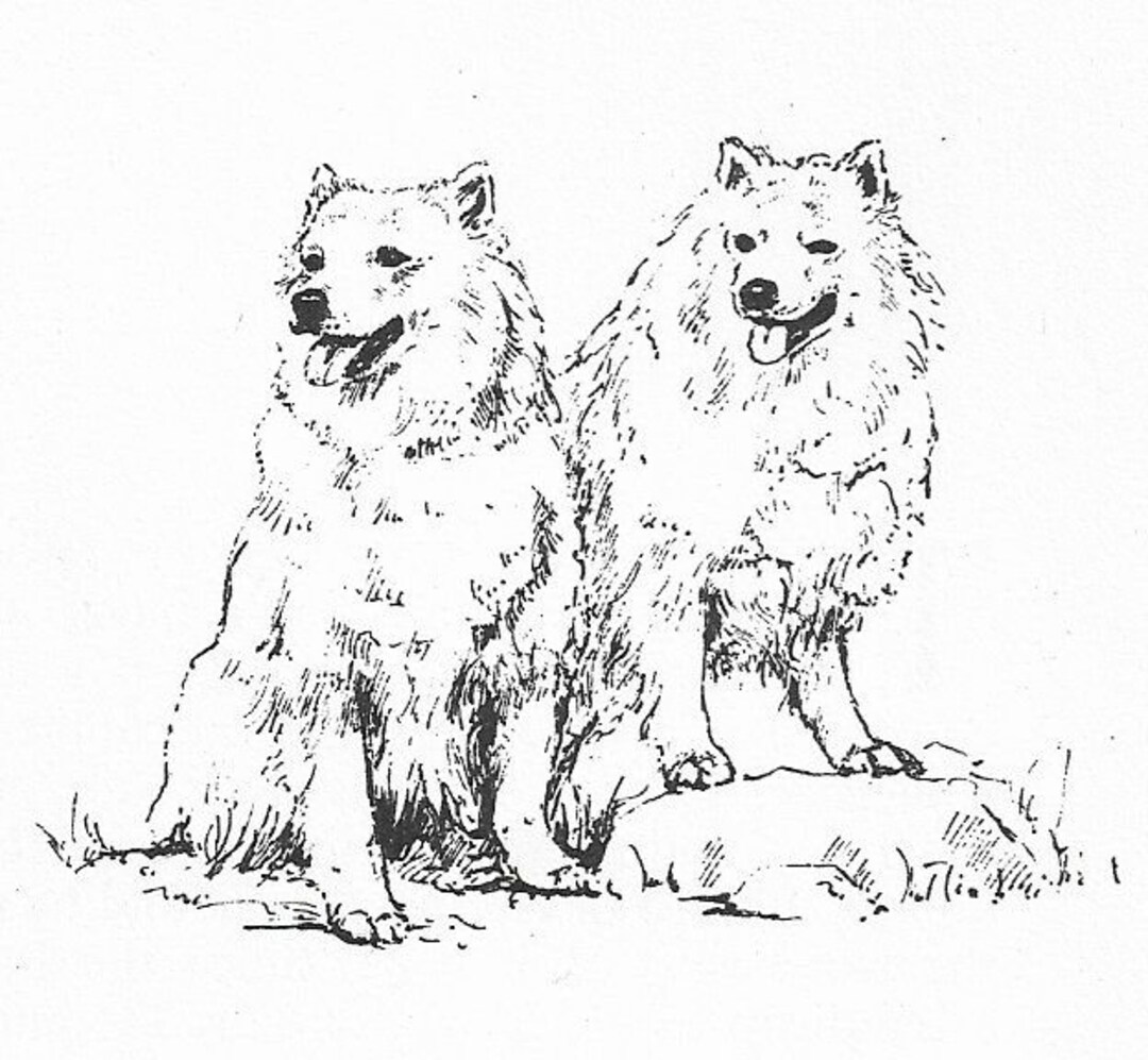 1963 Vintage Samoyed #2 Dog Art Print by Bridget Olerenshaw - Custom ...