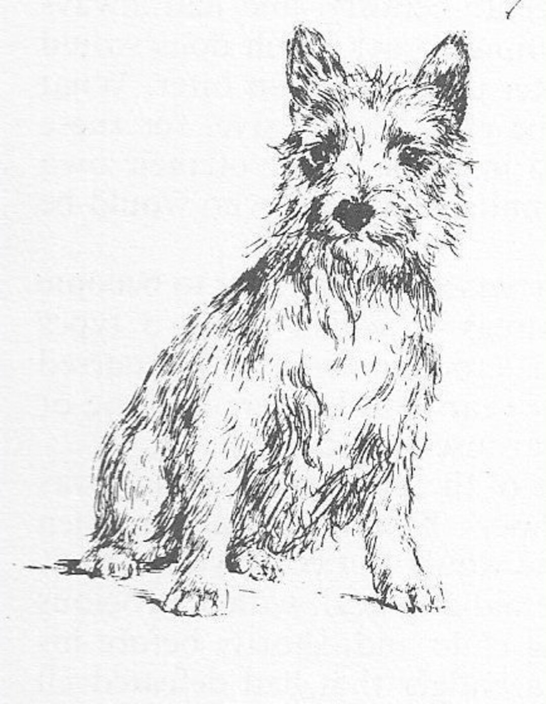 1963 Vintage Australian Terrier #2 Dog Art Print by Bridget Olerenshaw ...