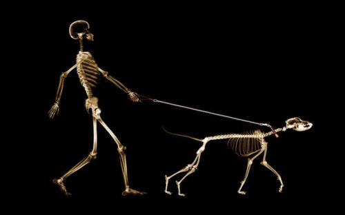 Skeleton Walking a Dog Art 11 X 14 Photo Print - Etsy