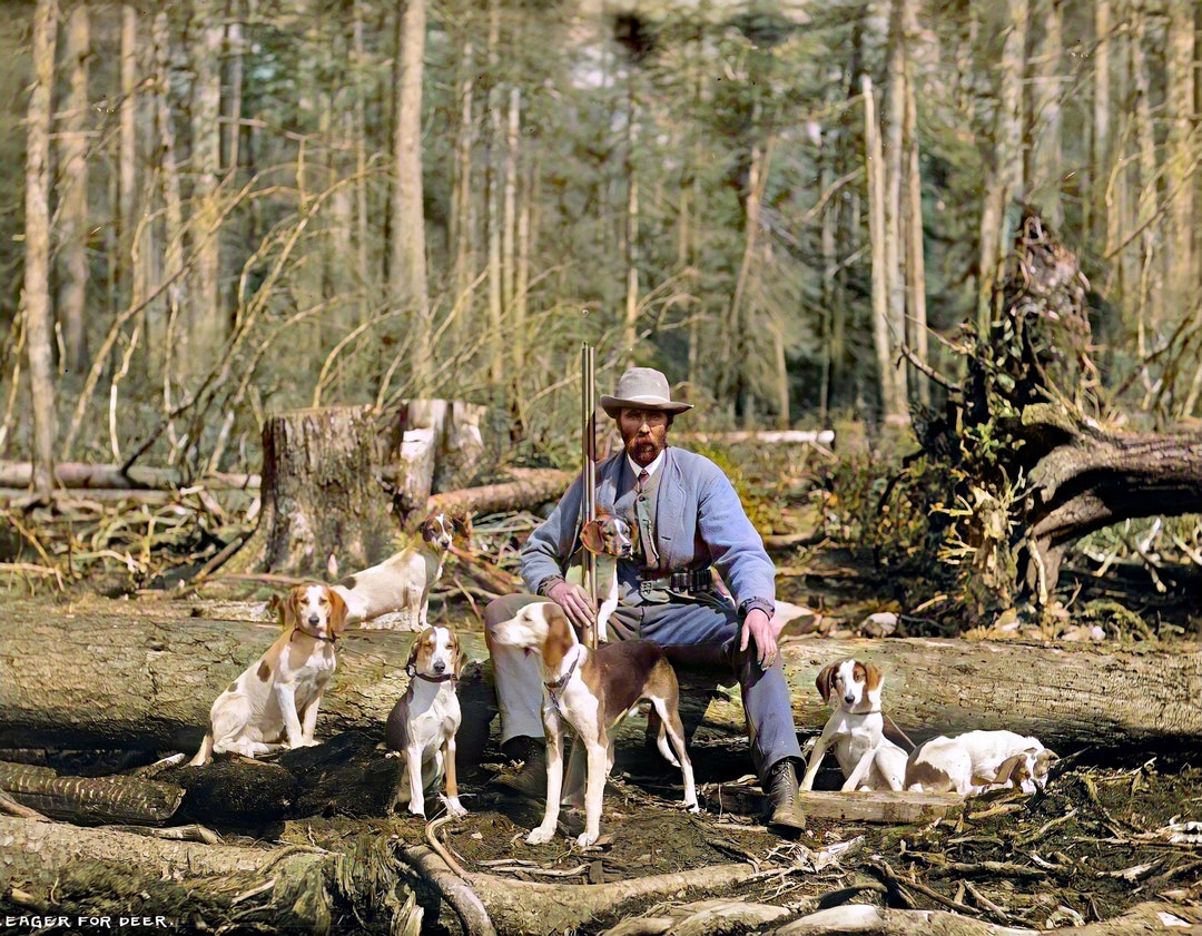 1901 Deer-hunting Beagles 11x14 Photo Print - Etsy