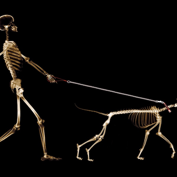 Skeleton Walking a Dog - Etsy