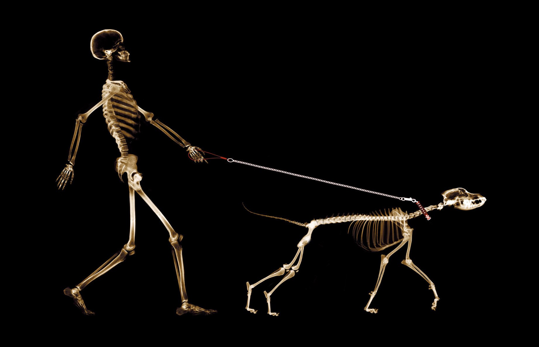 Skeleton Walking a Dog Art 14 X 11 Photo Print - Etsy