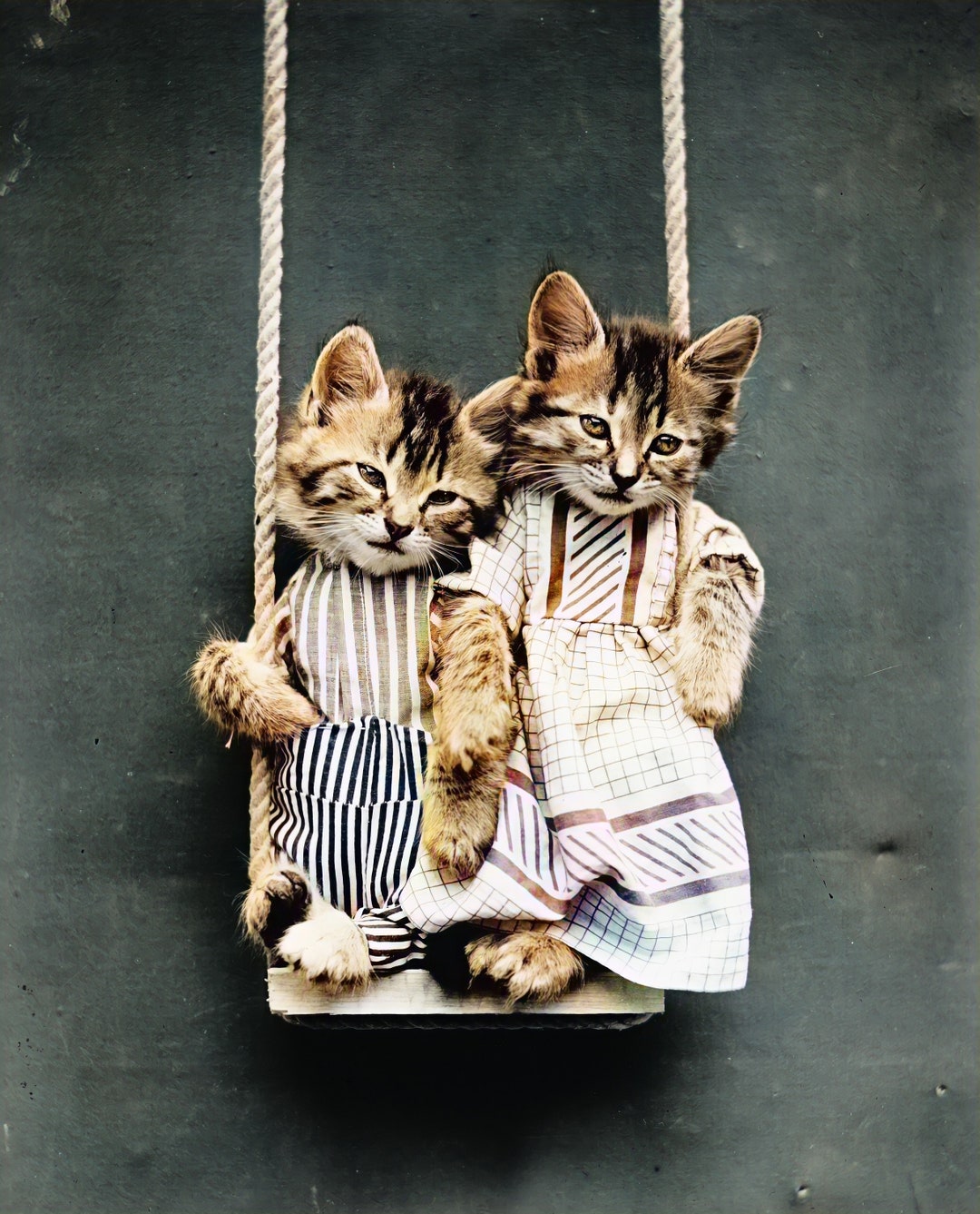 1914 Two Kittens in Costume Posed on Swing. 11 X 14 Photo Print - Etsy