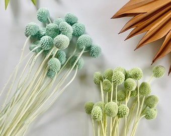 Dried Craspedia - Etsy