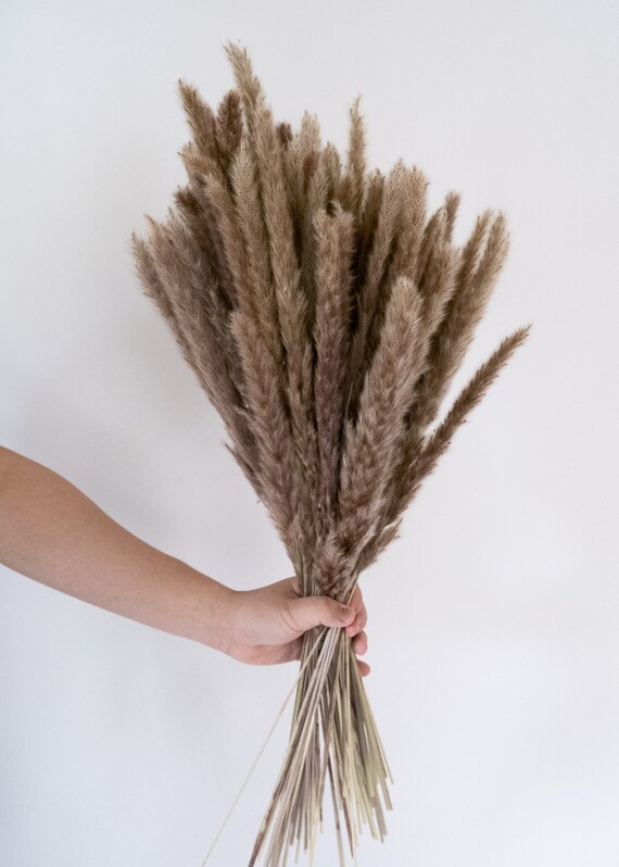 Short Small Natural Pampas Grass 18-24 Inches Tall - Etsy