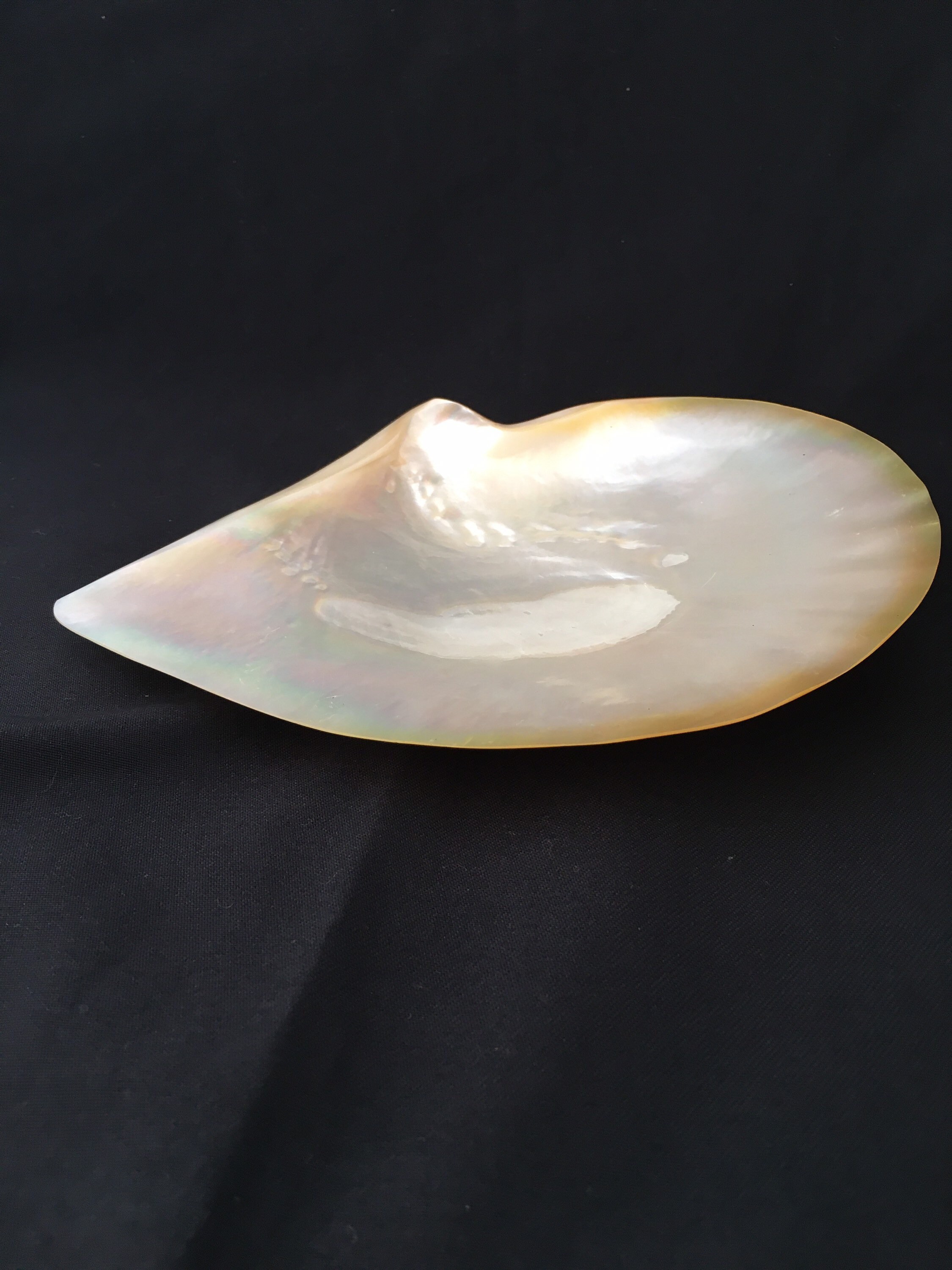 Beautiful Polished Pearl Oyster Shell 1960's | Etsy