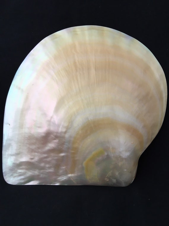 Pacific Pearl Oyster Shell
