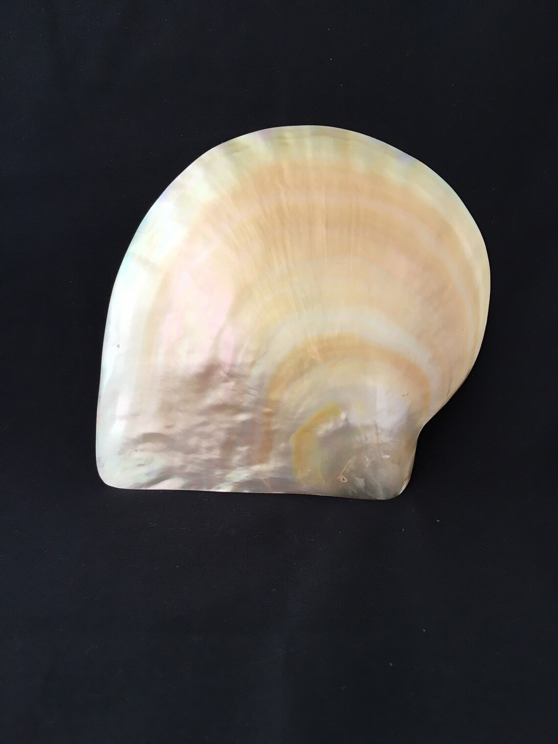 Beautiful Polished Pearl Oyster Shell 1960's | Etsy