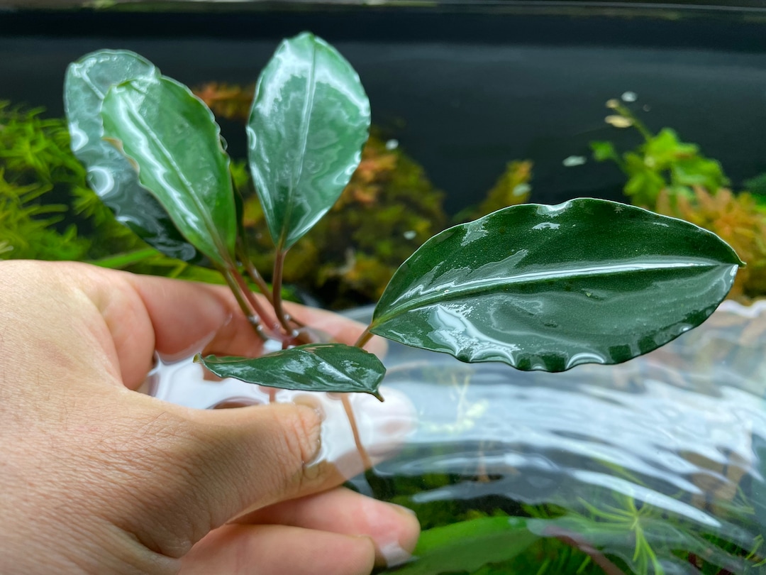 Bucephalandra Akantha - Live Aquarium Plant - Etsy