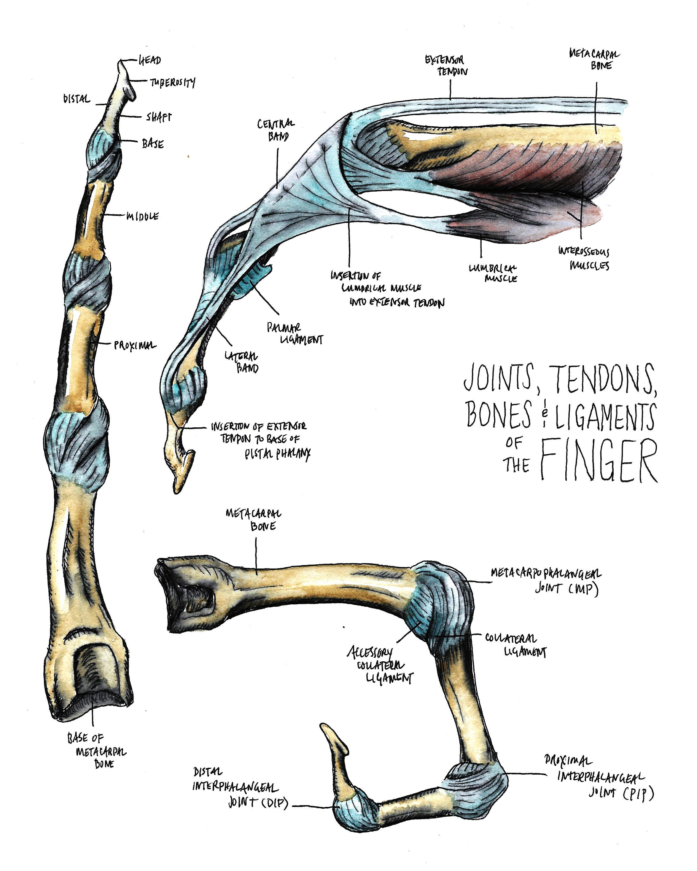 Joints of the Finger (digital Print) - Etsy