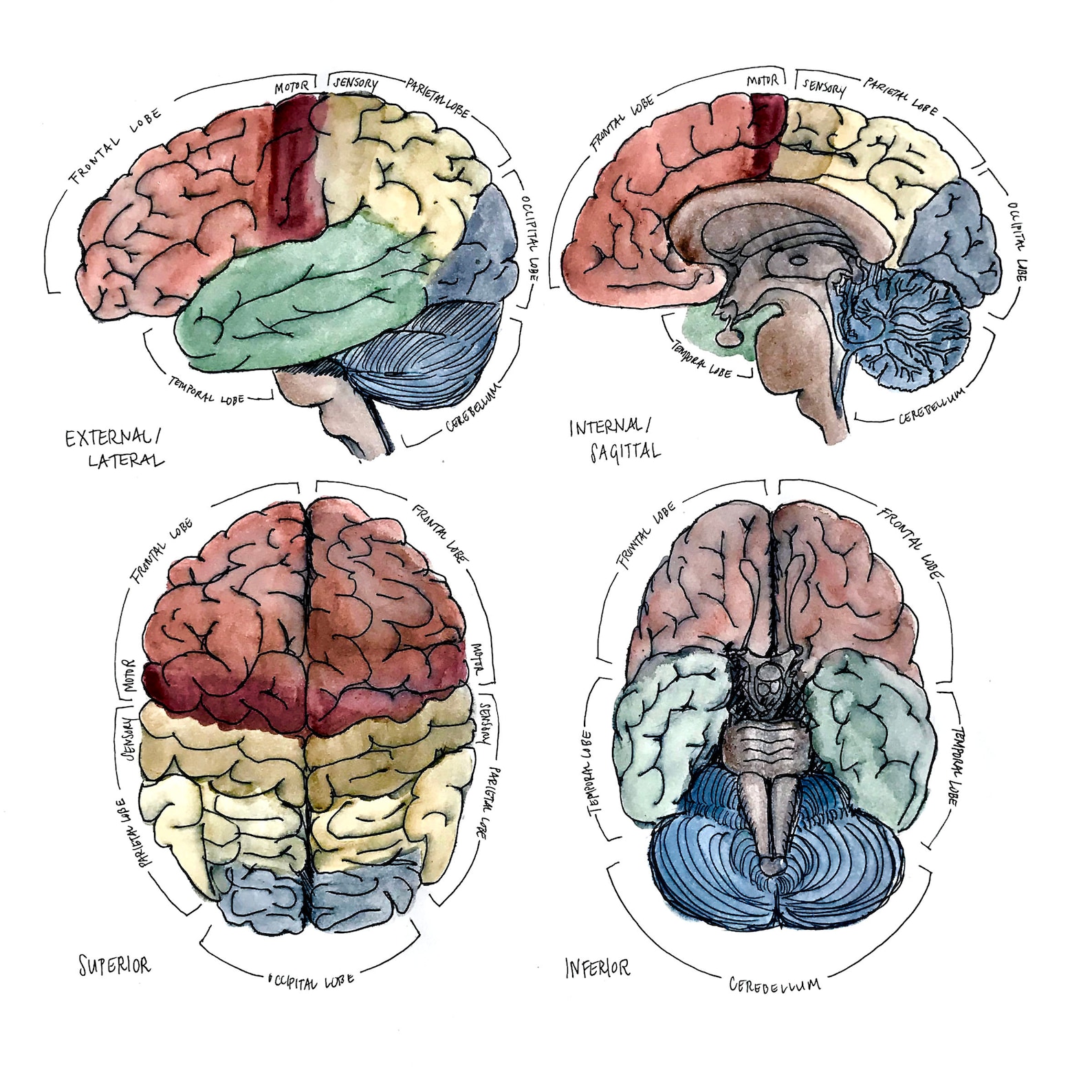 Brain (digital Print) - Etsy