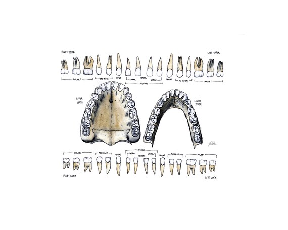 Teeth digital Print - Etsy