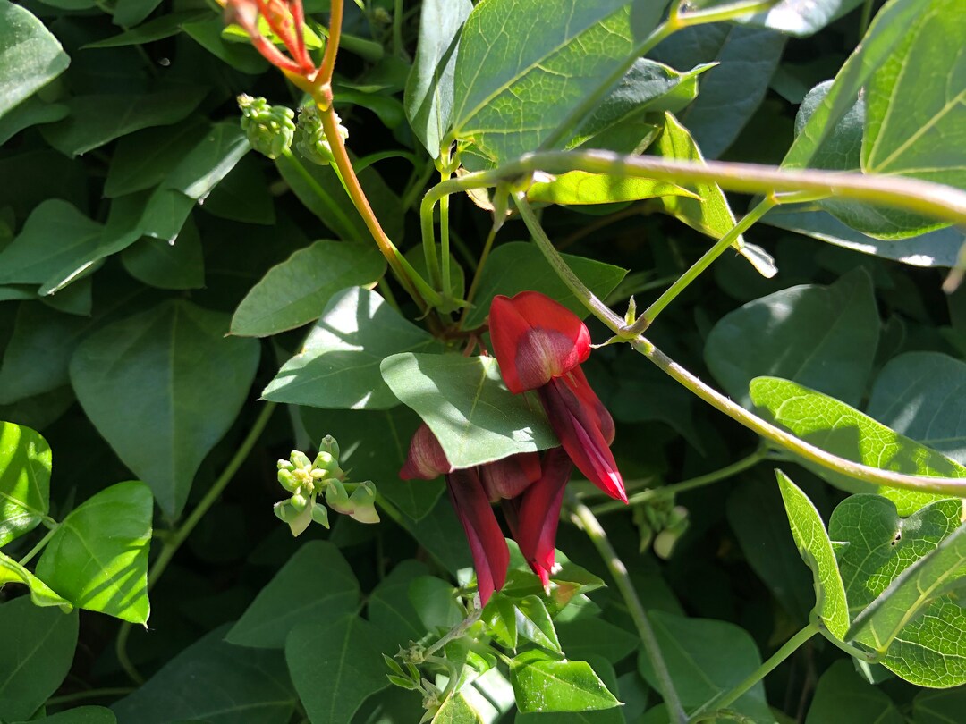 Kennedia Rubicunda Dusty Rose Pea Vine - 30 Seeds - Etsy