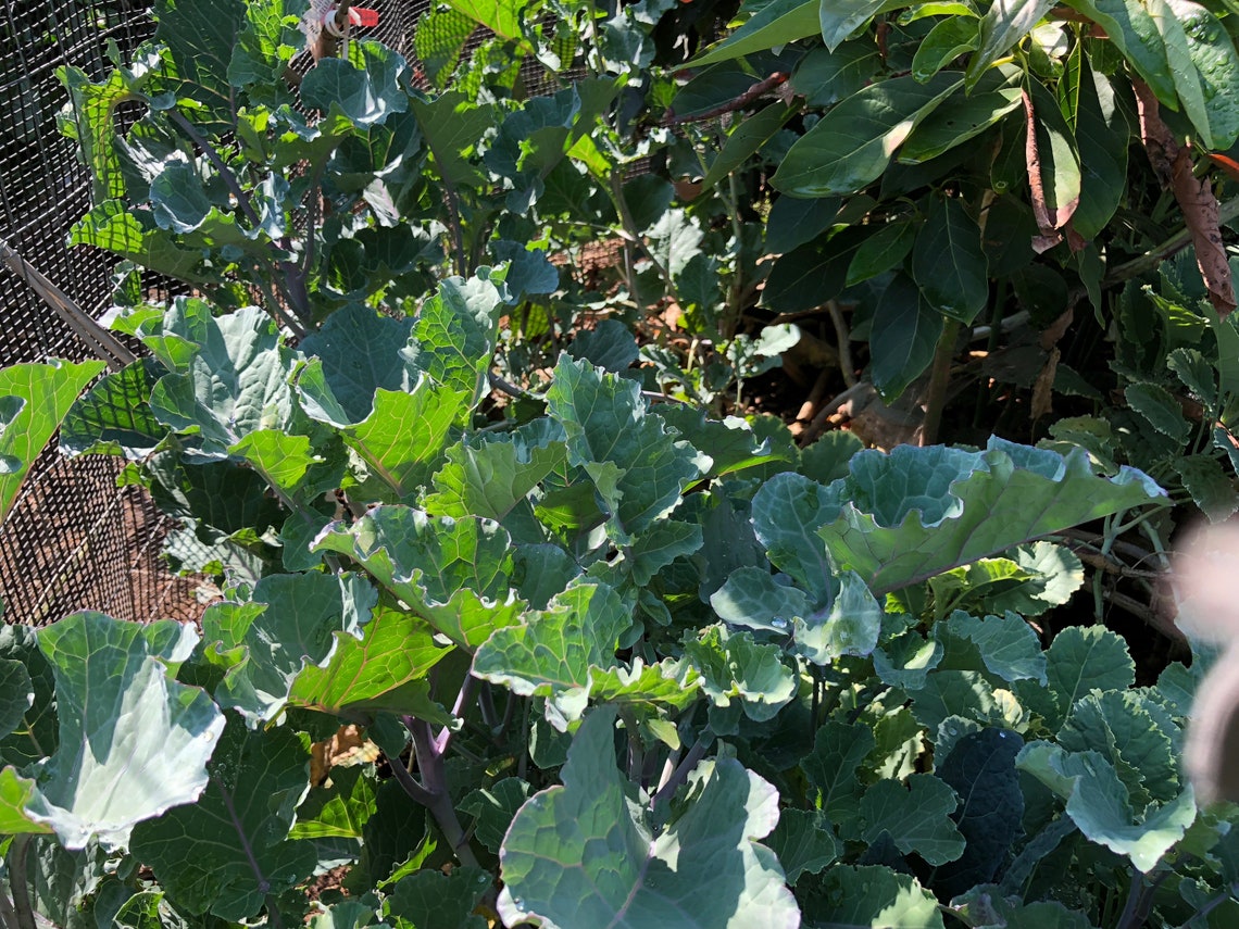 Purple Tree Collard Seeds 50 Seeds - Etsy