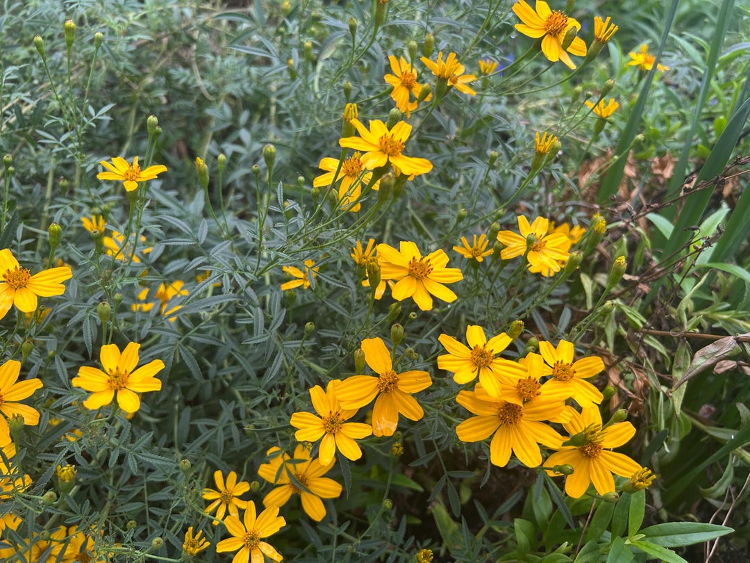 Tagetes Lemonii (mexican Bush Marigold) ** Smell Heavenly ** - Etsy