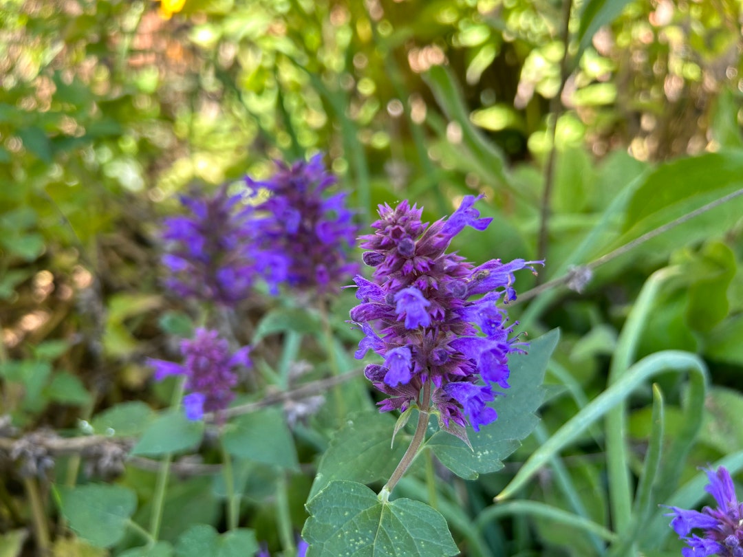 Agastache Blue Boa Perennial Flower Seeds - 30 Seeds - Etsy