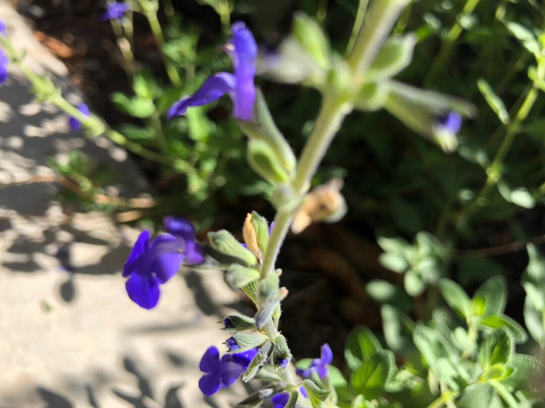 1 Starter Plant of Mexican Blue Sage, Salvia Chamaedryoides, Germander ...