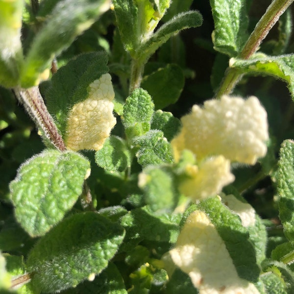 Pineapple Mint - Etsy