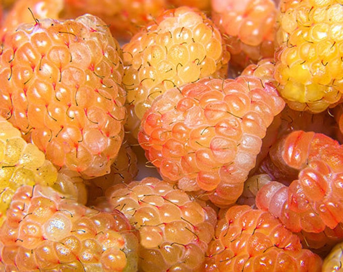 1 Starter Plant of Perennial Everbearing Fall Gold Raspberry - Etsy