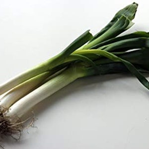 Dae-pa Korean Large Green Onion Seeds 韓國大蔥 - 100 Seeds - Etsy