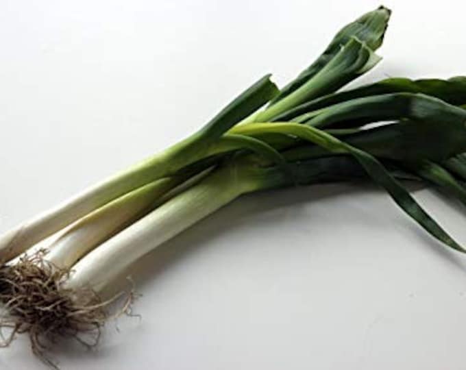 Dae-pa Korean Large Green Onion Seeds 韓國大蔥 100 Seeds - Etsy