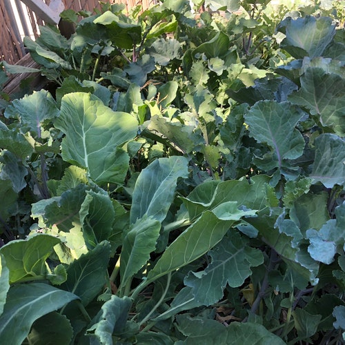 Purple Tree Collard Seeds 50 Seeds - Etsy