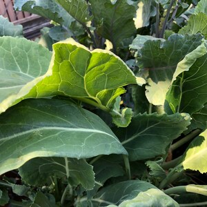Carolina Yellow Cabbage Collard Seeds - 50 Seeds - Etsy