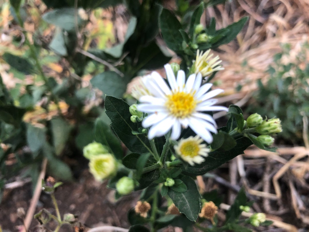 Aster Ageratoides ‘starshine’ Japanese Aster - 30 Seeds - Etsy
